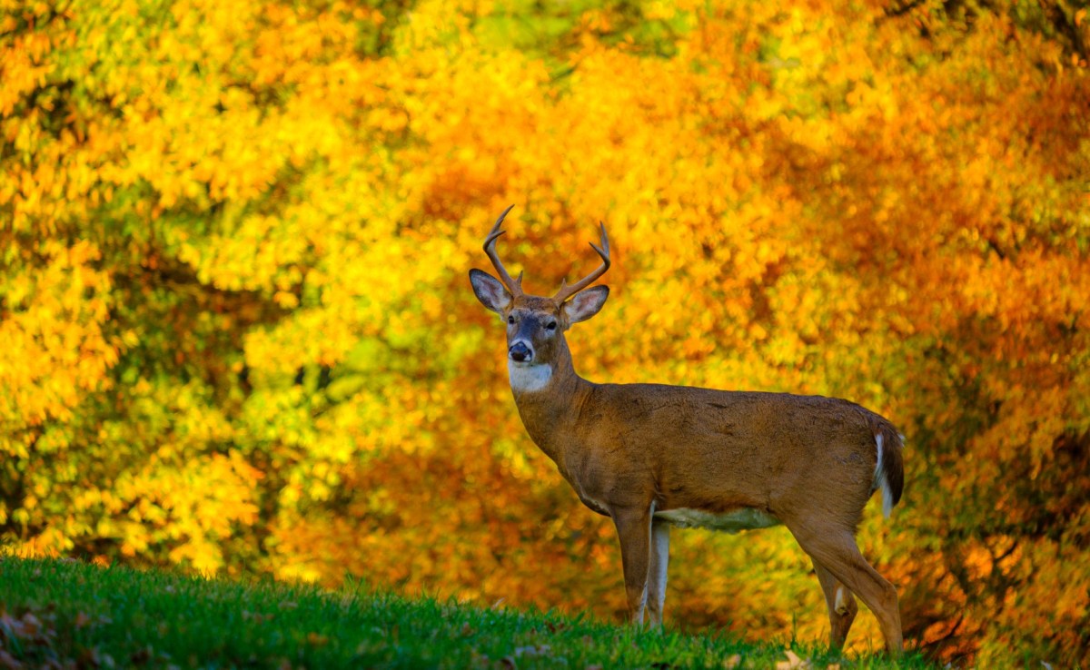 Autumn Roundup – What I Pic